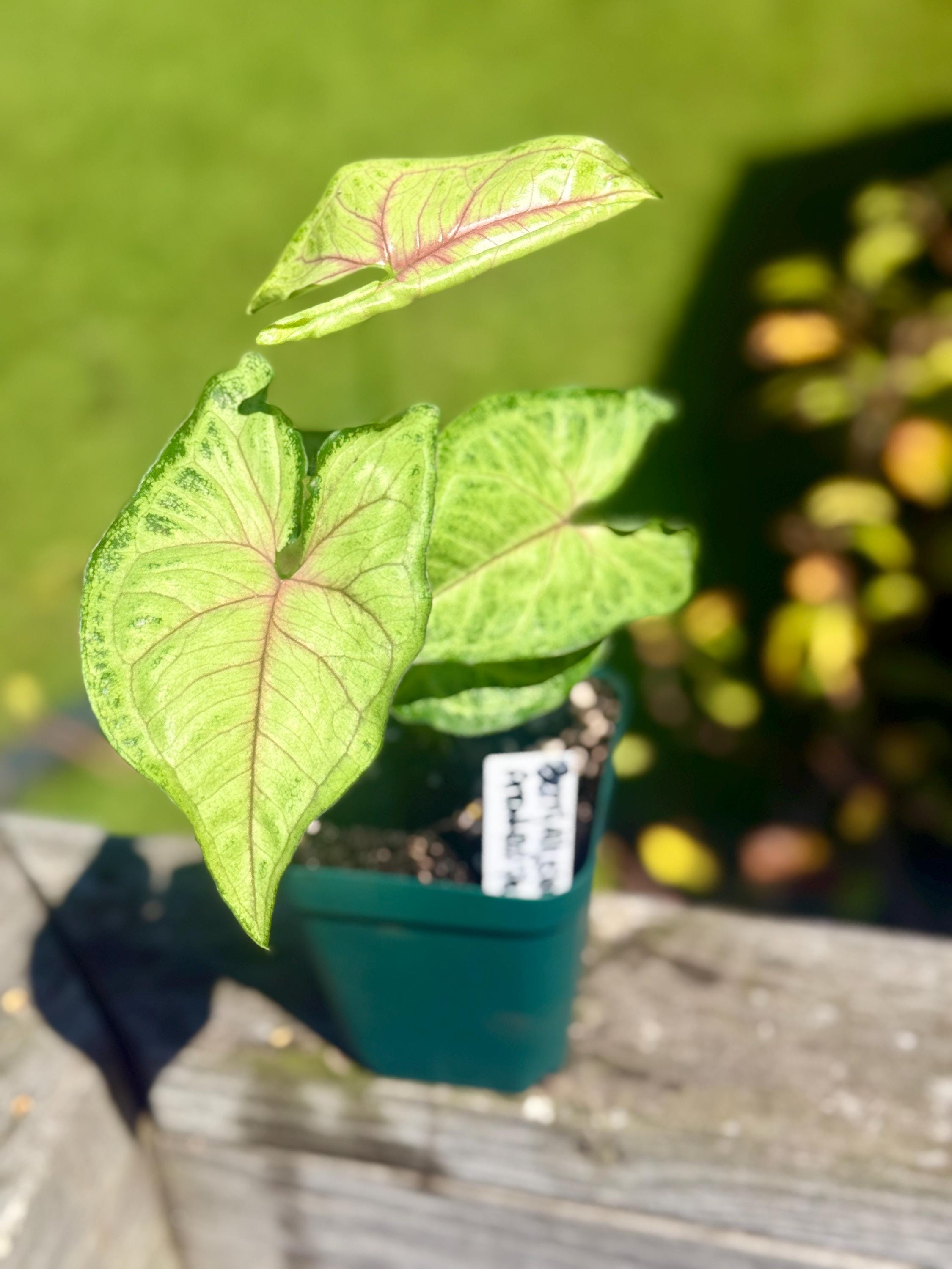 Berry Allusion Arrowhead Plant – Small Live Plant (5–9”) | Syngonium p ...